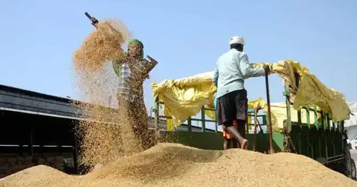 Concessionary loan scheme announced to purchase paddy in Maha Season ...