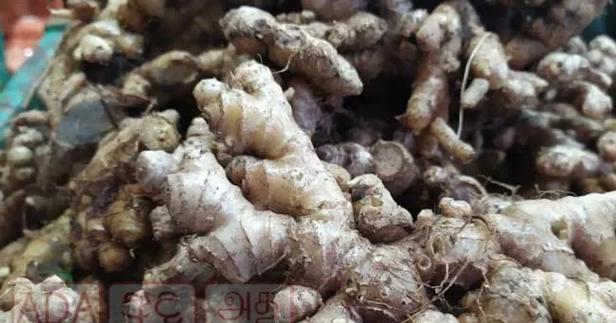 Ginger prices soar amid supply shortage - Lanka Newspapers
